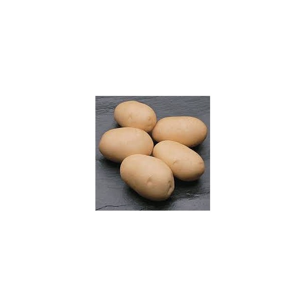 agro trgovina KROMPIR SEMENSKI MARABEL 35/55 10KG gumijasti škornji